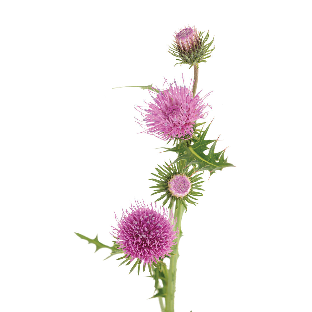 Milk Thistle – Active Green Pro